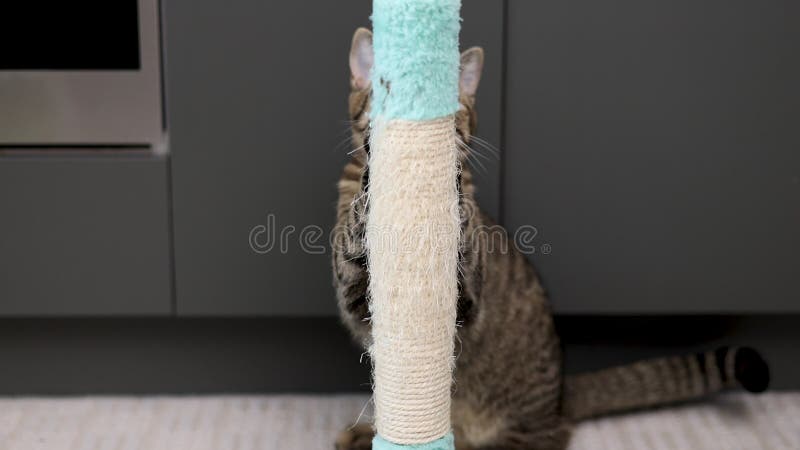 Tabby Cat Using Scratching Tower Tree for Nails. Home Stock Footage ...