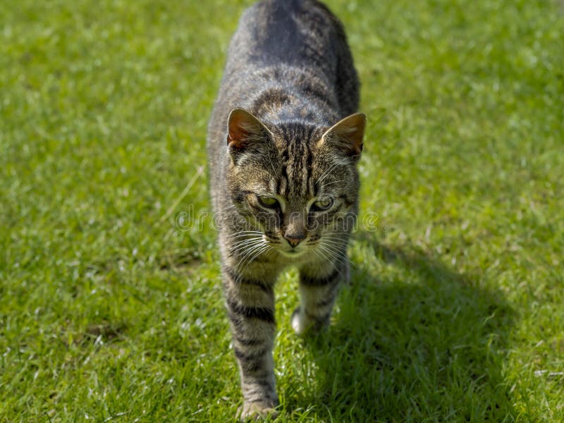 Tabby Cat Walking Towards the Camera on a Lawn Stock Photo - Image of ...