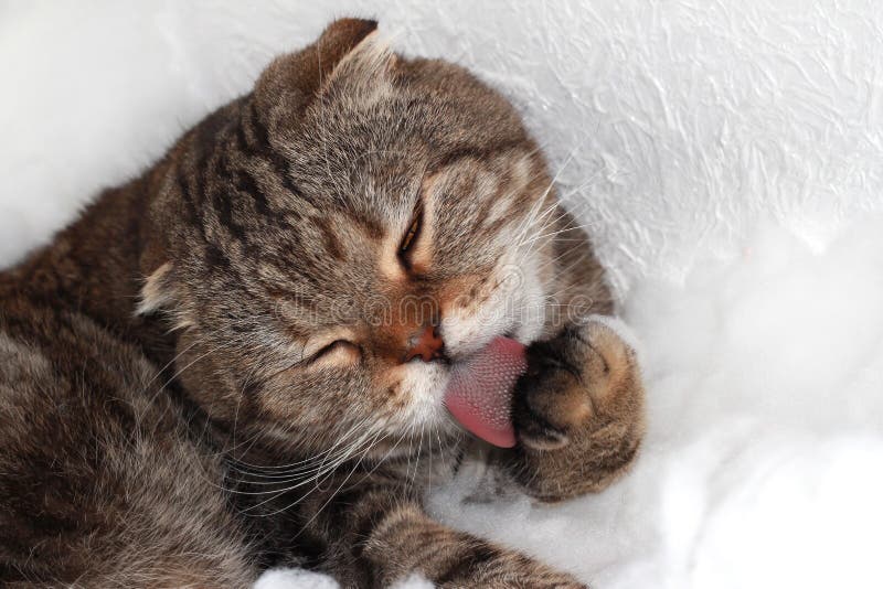 The Tabby Cat is Washing. Home Fuzzy Stock Photo - Image of portrait ...