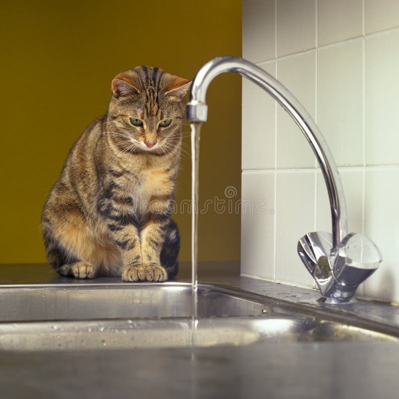 Tabby Cat Watching the Water from the Tap Stock Photo - Image of watch ...
