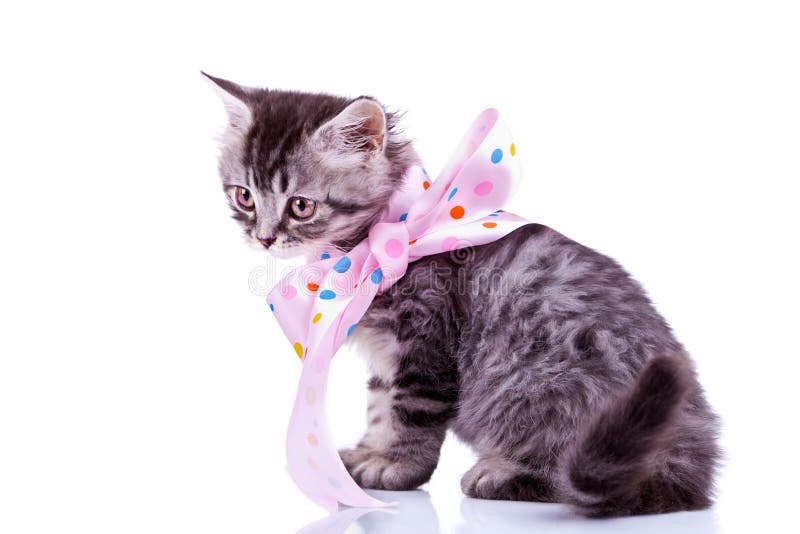 Cute Kitten And Pink Ribbon Stock Photo - Image of kitten, feline: 20075014