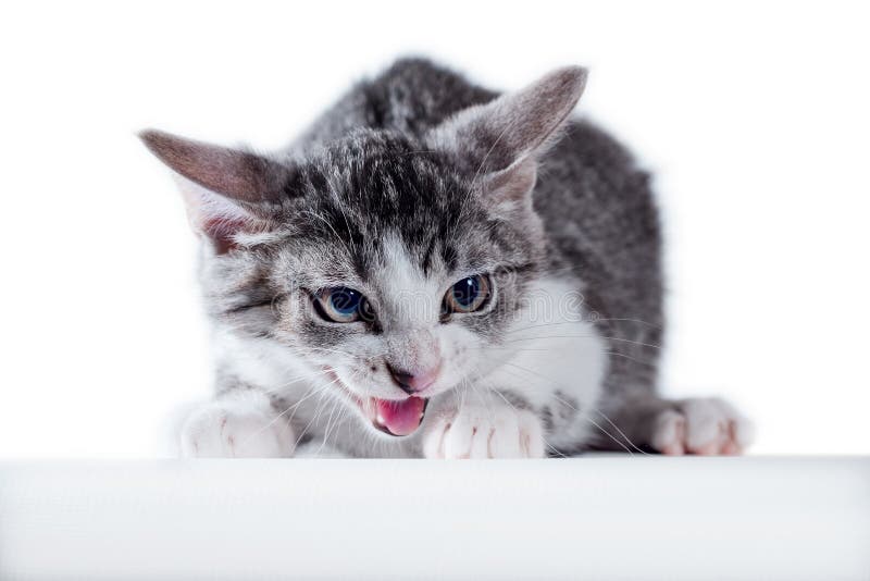 Scared Angry Cat on a White Background Stock Photo - Image of isolated ...