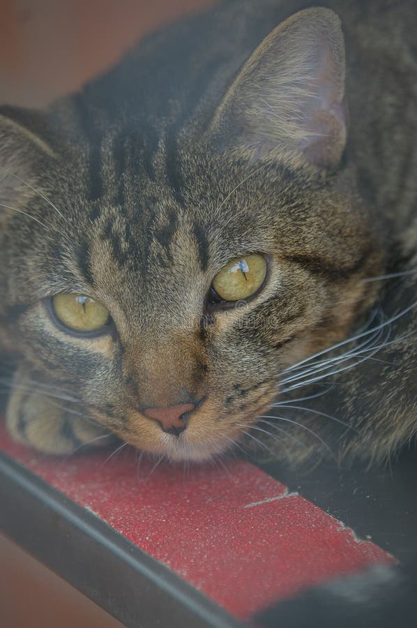 Tabby Cat Resting on a Red Surface Stock Photo - Image of head ...