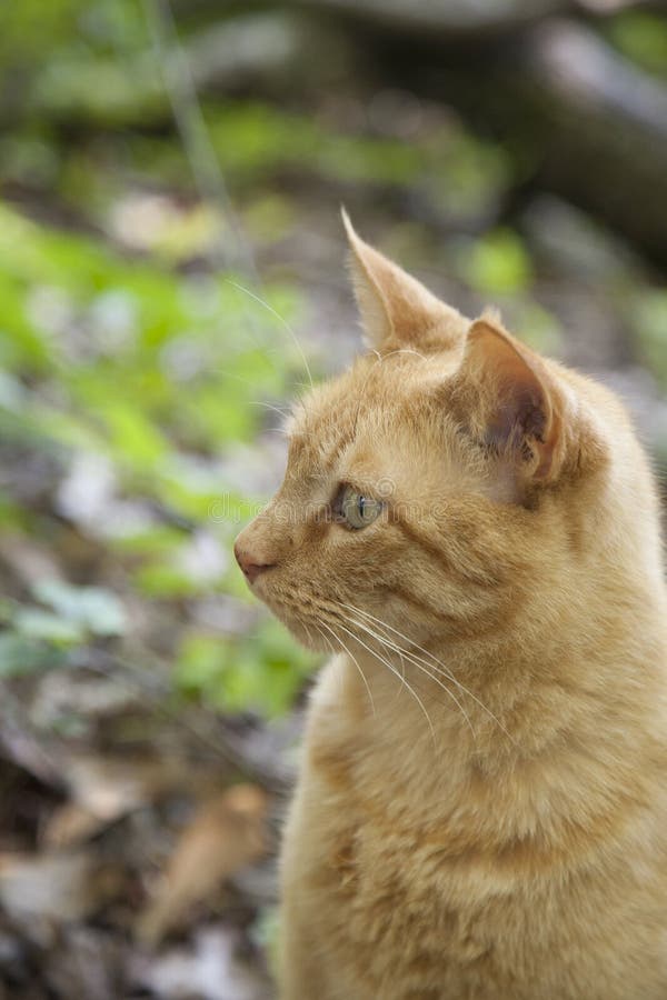 Tabby Cat stock photo. Image of large, beautiful, head - 82600032