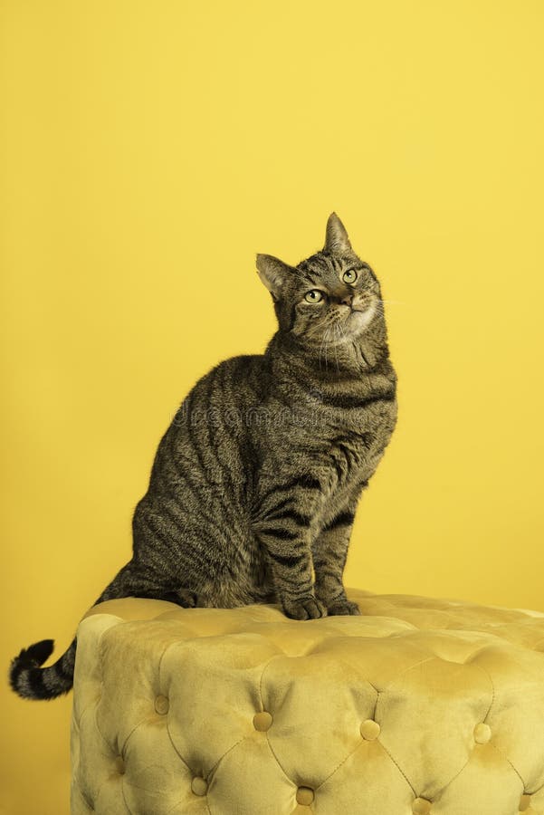 Tabby Cat in a Yellow Studio Setting with Yellow Puf Stock Image ...