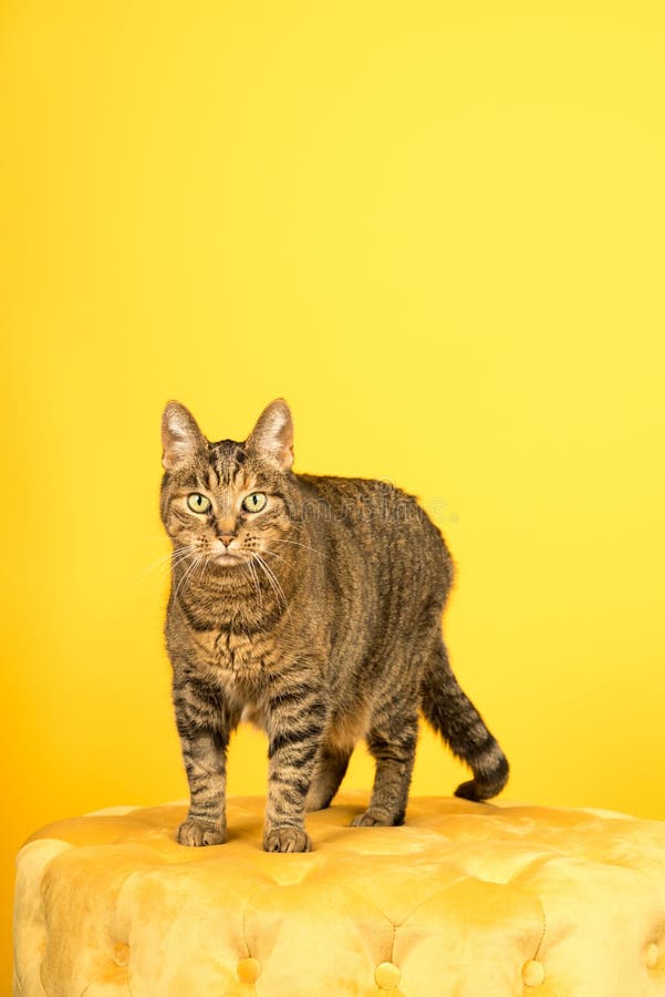 Tabby Cat in a Yellow Studio Setting with Yellow Puf Stock Image ...
