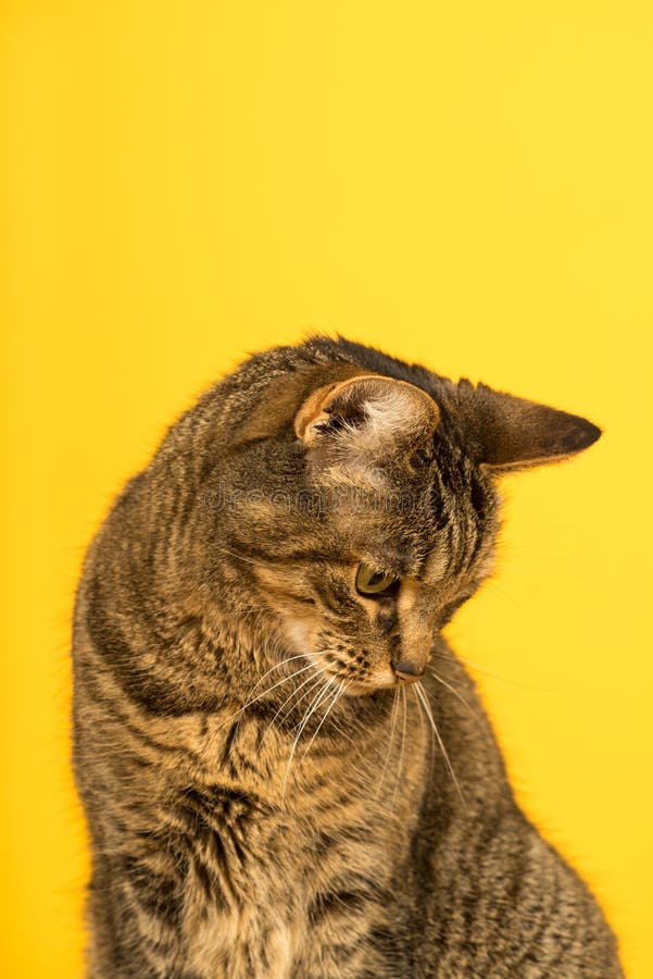 Tabby Cat in a Yellow Studio Setting with Yellow Puf Stock Image ...