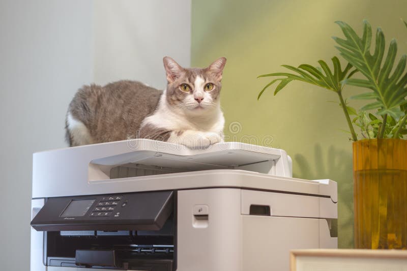 Photocopier Sitting Stock Photos - Free & Royalty-Free Stock Photos ...