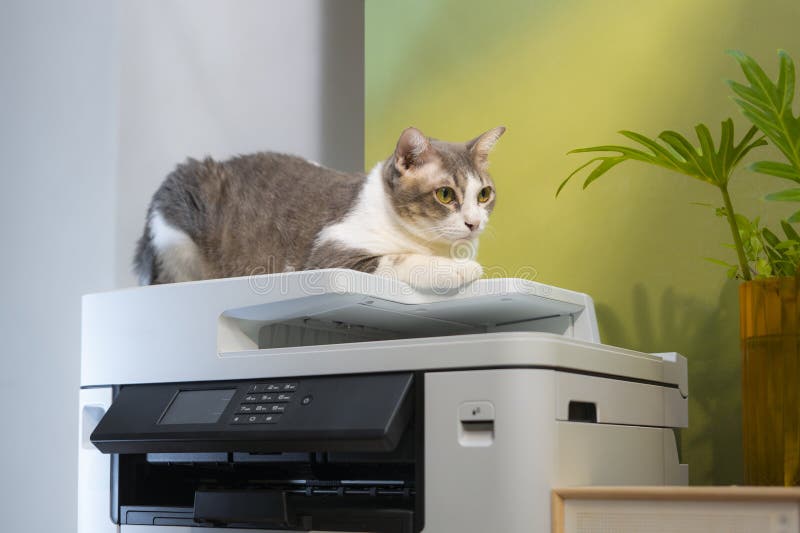 Tabby Cats Sitting on a Multifunction Laser Printer in Home-office ...