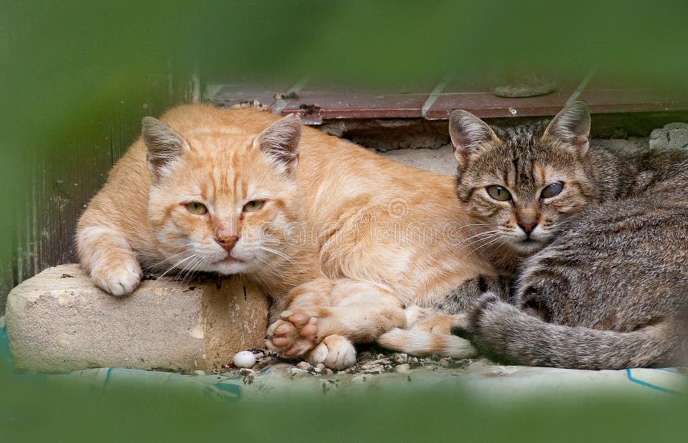 Tabby cats stock photo. Image of predator, looking, nature - 33861662