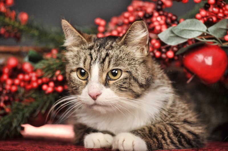 Tabby Christmas cat stock image. Image of holiday, domestic - 34775005