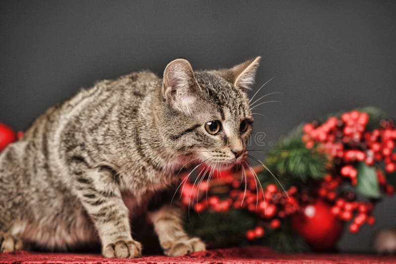 Tabby Christmas cat stock photo. Image of animal, expression - 34778184