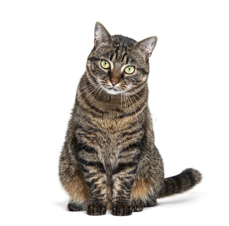 Tabby Crossbreed Cat Sitting in Front and Looking at Camera, Isolated ...