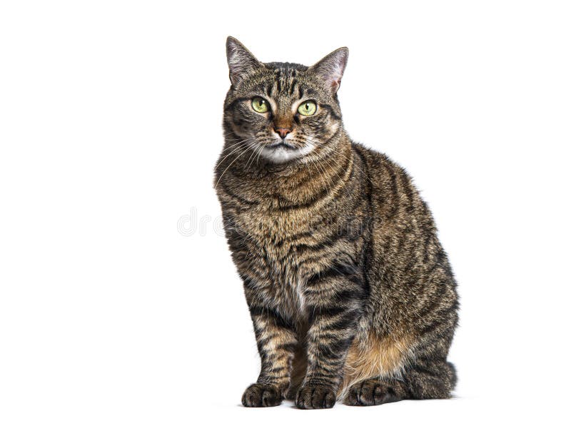 Tabby Crossbreed Cat Sitting in Front and Looking at Camera, Isolated ...