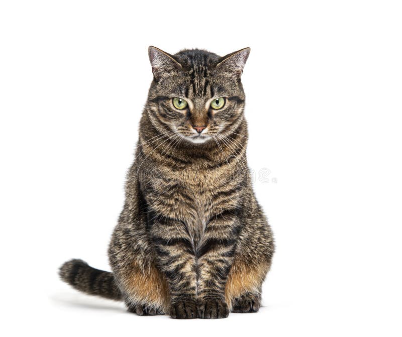Tabby Crossbreed Cat Sitting in Front and Looking at Camera, Isolated ...