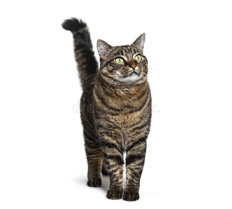 Tabby Crossbreed Cat Standing in Front and Looking Up, Isolated on ...