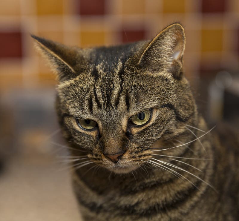 Tabby deep in thought. stock image. Image of stripey - 35834913
