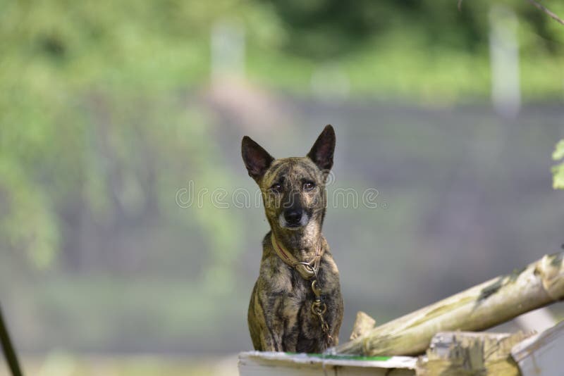 Tabby dog. stock photo. Image of friend, farm, animal - 54800744
