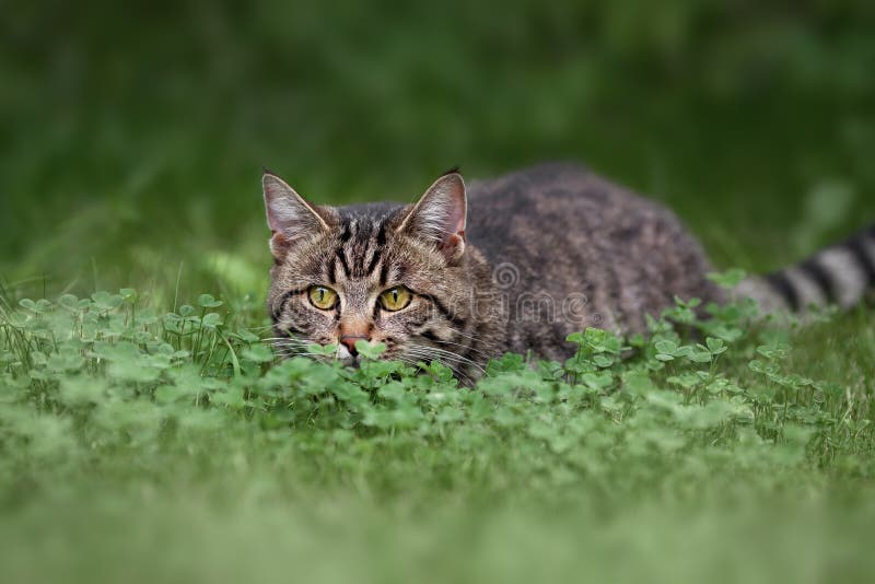 Tabby Domestic Cat Hunting in the Grass Stock Photo - Image of green ...