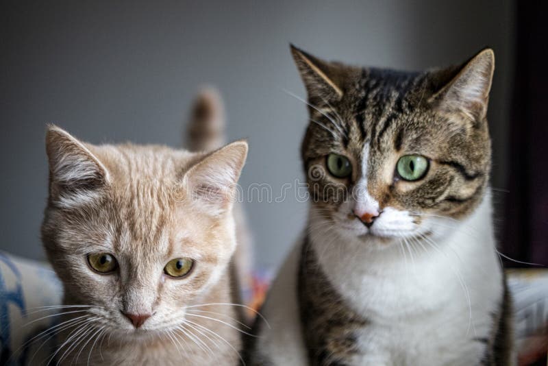 Tabby Domestic Cats. in the Home Environment. Stock Image - Image of ...