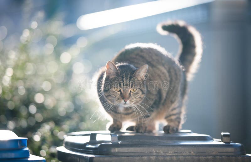Cat on top of garbage bin stock photo. Image of move - 194614826