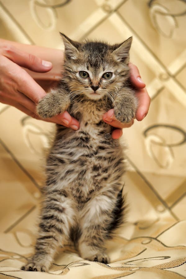 Tabby Fluffy Sad Kitten in Hands Close Stock Image - Image of clean ...