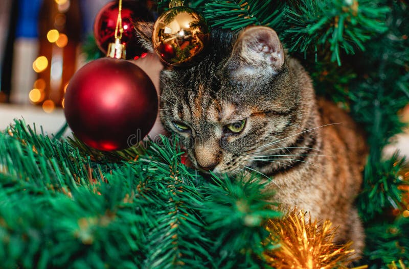 The Tabby Gray Cat Sits in an Artificial Christmas Tree. Around ...