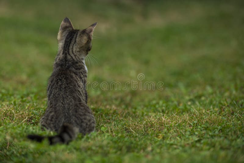 Tabby Kitten from Behind in a Meadow Stock Image - Image of animal ...