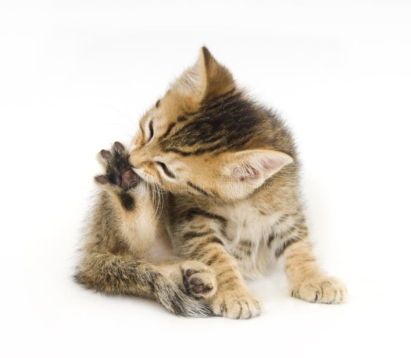 Tabby kitten biting claws stock photo. Image of kitty - 2863222