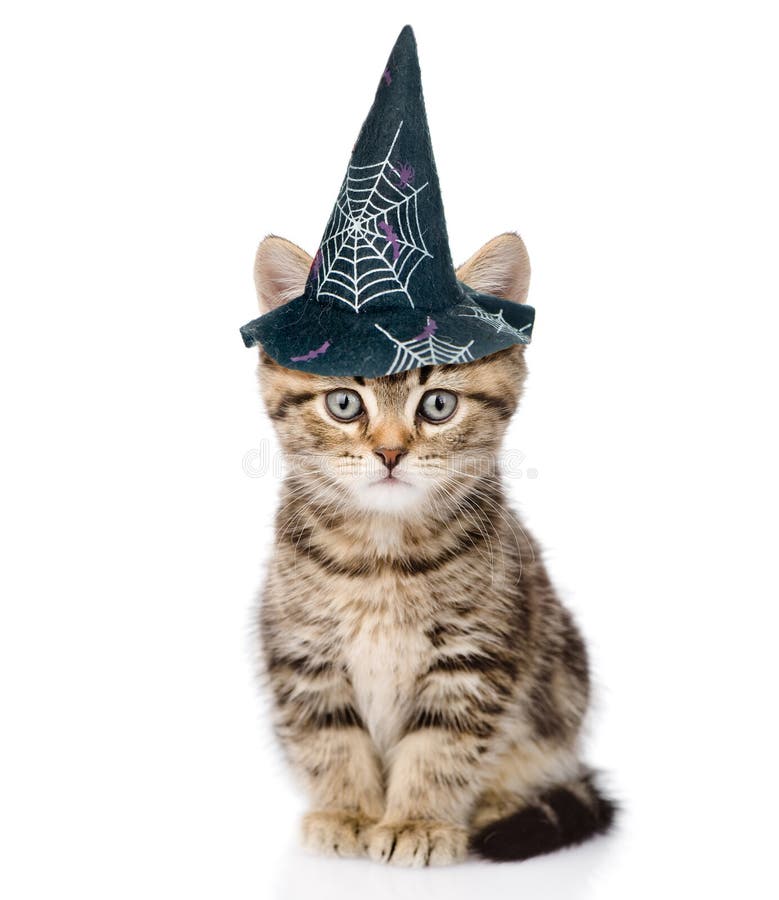 Adorable Tabby Kitten Wearing Wizard Costume Hat Stock Photos - Free ...