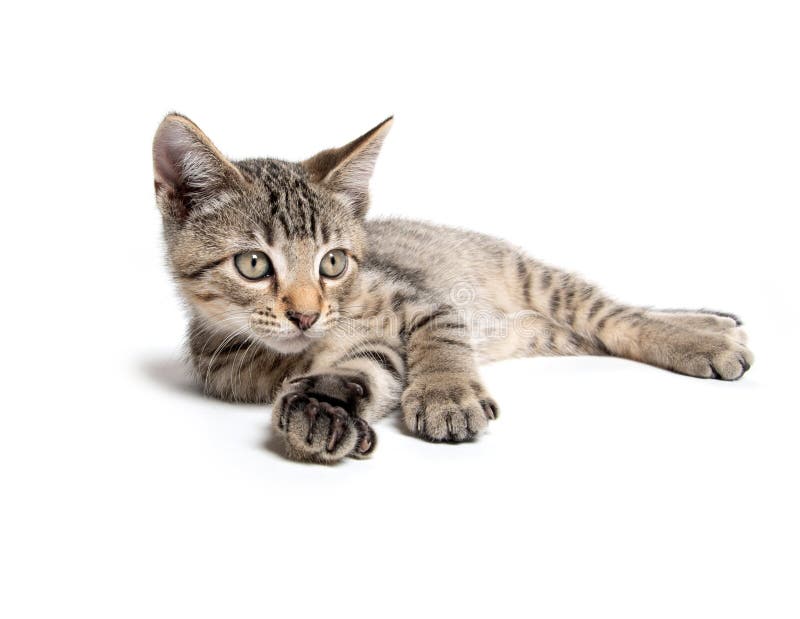 Tabby cat laying down stock image. Image of mammal, laying - 18157273