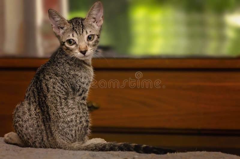 Tabby Kitten Looking Over Shoulder Stock Photo - Image of animals, head ...