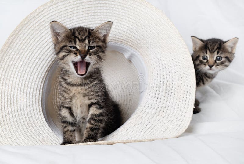 Tabby kitten meows stock photo. Image of striped, meow - 277027904