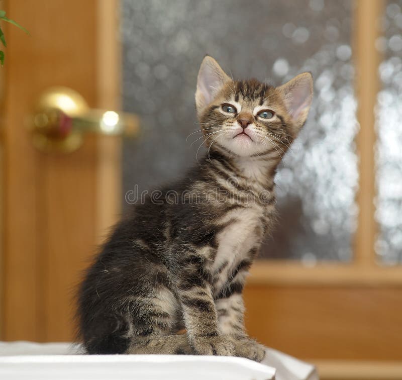 Tabby kitten stock photo. Image of exquisite, charming - 30930688