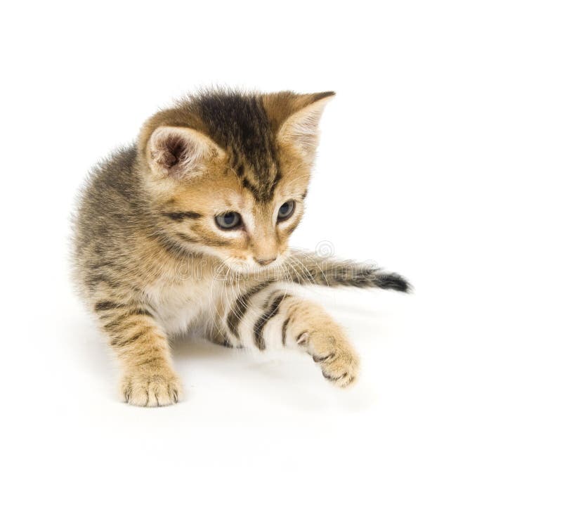 Kitty and butterfly stock photo. Image of kitten, white - 19209818