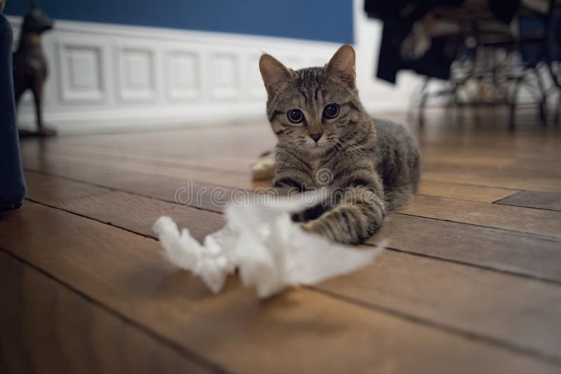 Tabby Kitten Playing with Paper on a Wooden Parquet Stock Photo - Image ...