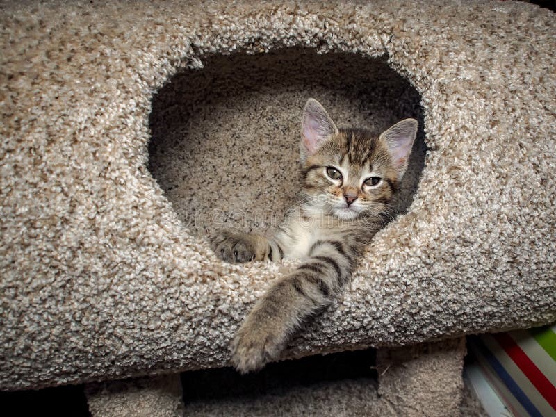 Tabby Kitten Resting Her Elbow on the Edge of an Opening in a Cat Condo ...
