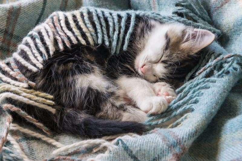 Tabby Kitten Sleeping Wrapped in Wool Blanket Stock Photo - Image of ...