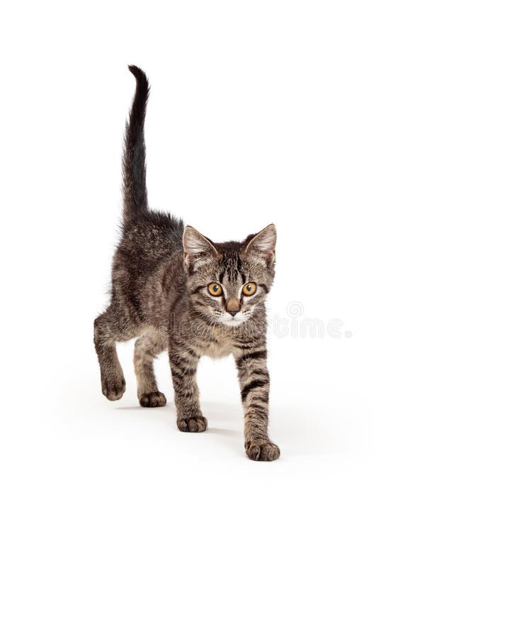 Tabby Cat Walking Forward on White Stock Image - Image of feline ...