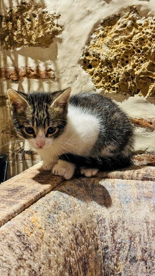 Tabby Kitten Exploring stock image. Image of kitten - 359681471