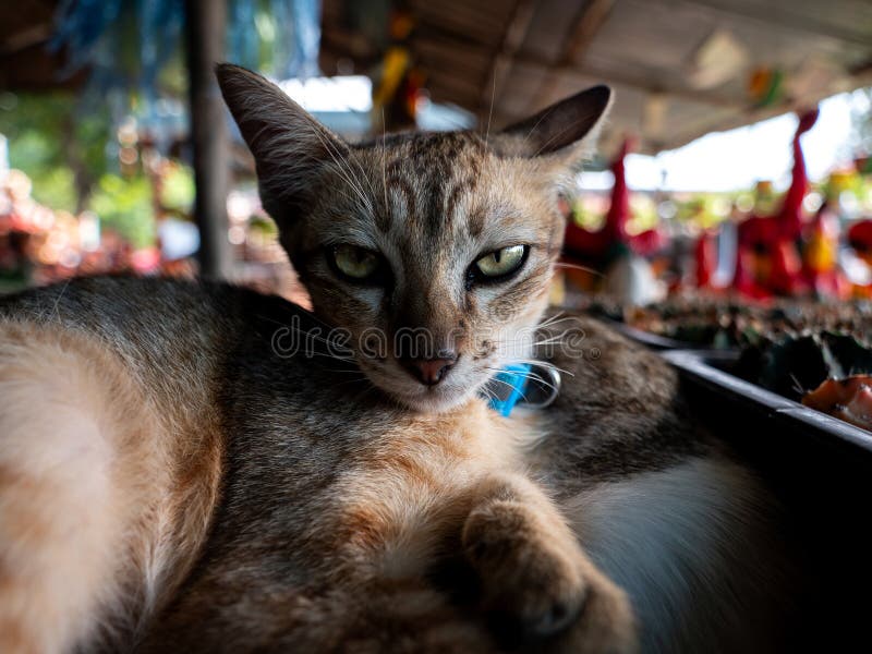 Tabby Kitty Looking at Camera and Lying Stock Image - Image of abstract ...