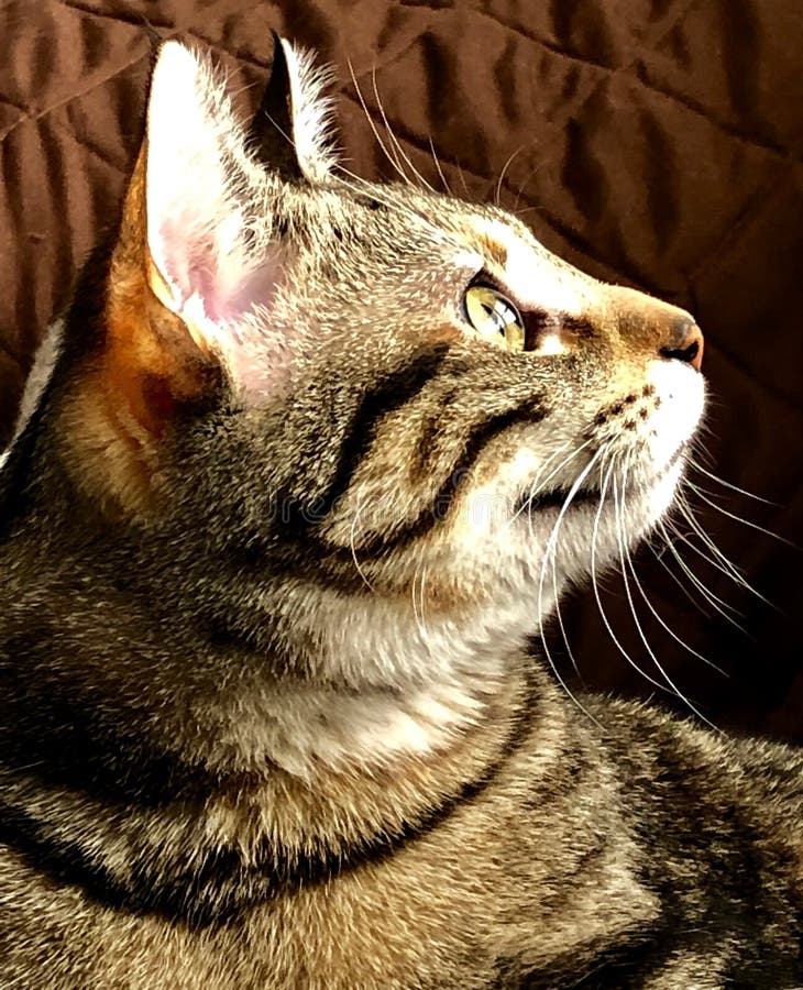 Tabby Kitty Cat on Green Grass Easter Eggs Spring Portrait Stock Image ...