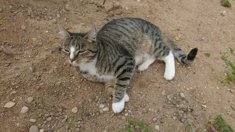 Tabby little cat stock image. Image of belly, lovely - 93301897