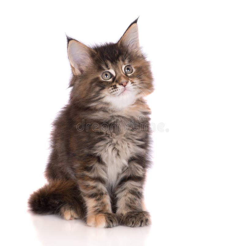 Maine coon tabby kittens - unoLasi