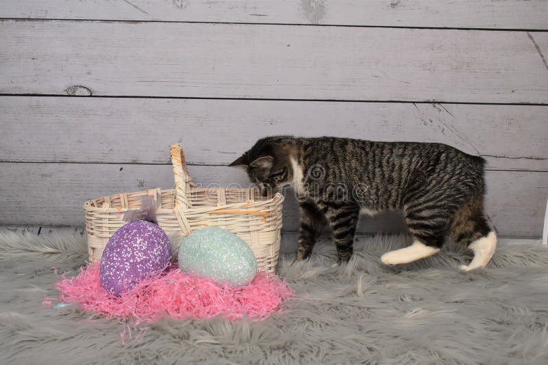 398 Manx Cat Stock Photos - Free & Royalty-Free Stock Photos from ...