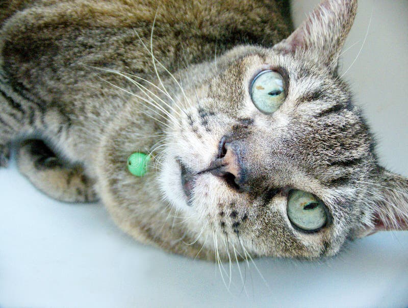 Female Singapura Tabby Cat with Green Eyes Looking at Camera, while ...