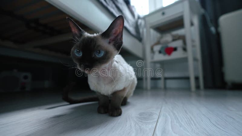 Tabby Pointed Devon Rex Cat with Blue Eyes Sitting on a Floor Stock ...