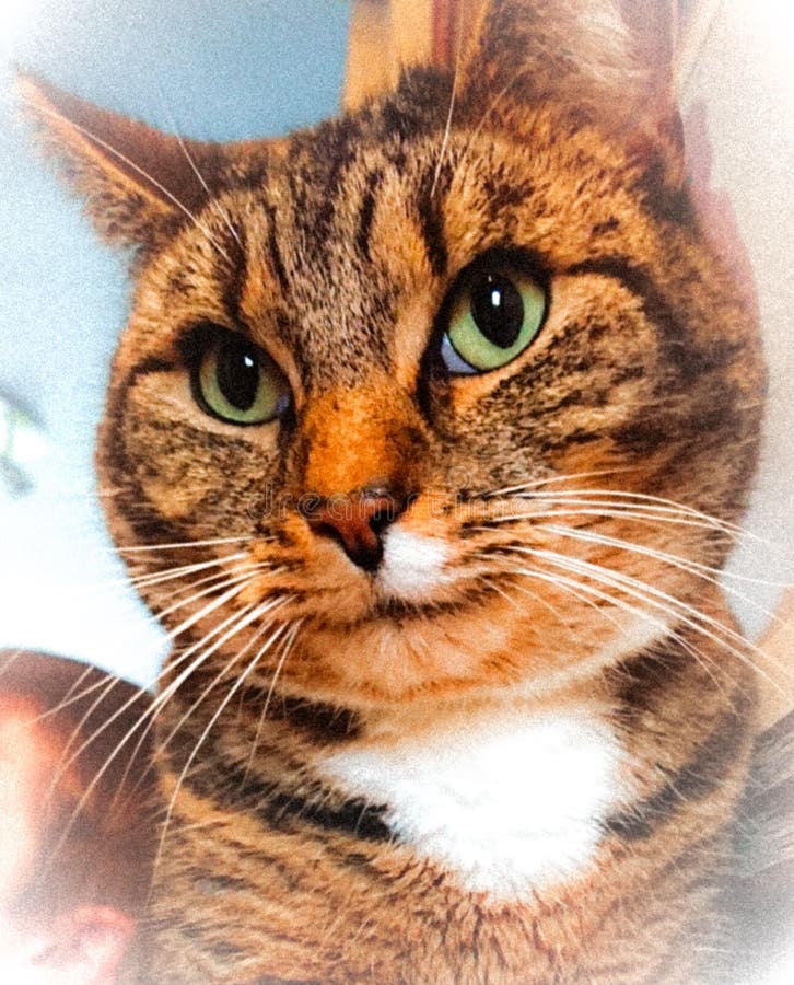 Common Everyday Tabby Stock Photos - Free & Royalty-Free Stock Photos ...