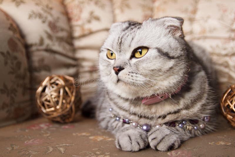 Tabby Scottish Fold-katt arkivfoto. Bild av päls, soffa - 39424734