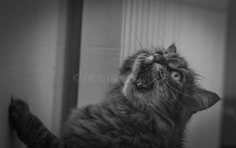 Tabby Small Cat in Kitchen with Green Nice Eyes Stock Image - Image of ...